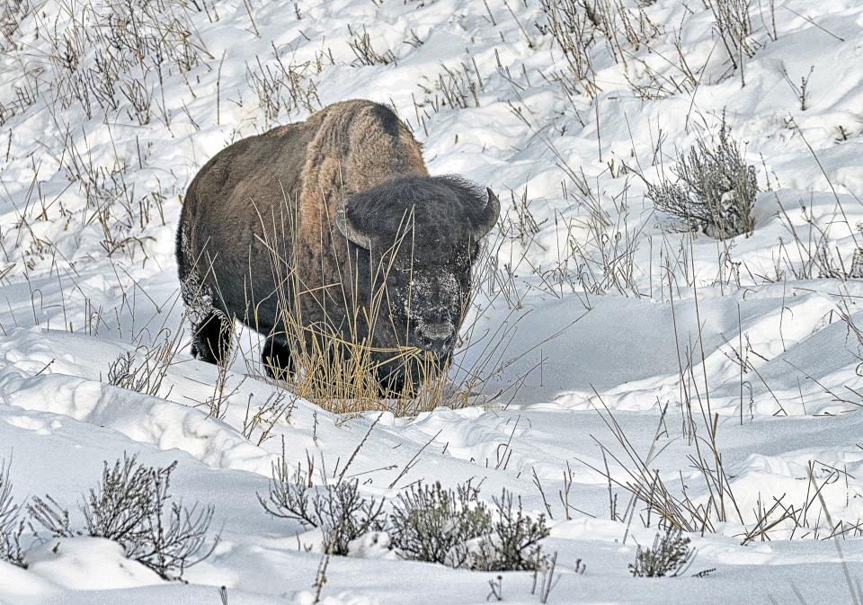 Bison in WInter | Shutterbug